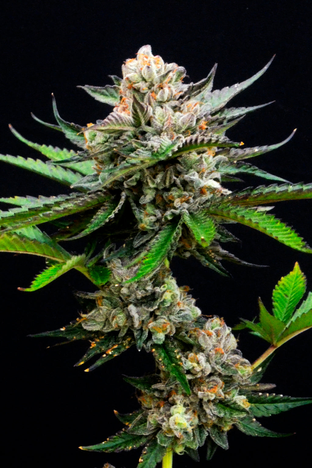 Berry Burst | Production-Ready Seed | High-Quality Genetics – Phylos ...