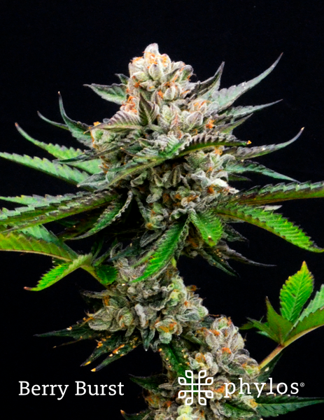 Berry Burst | Production-Ready Seed | High-Quality Genetics – Phylos ...