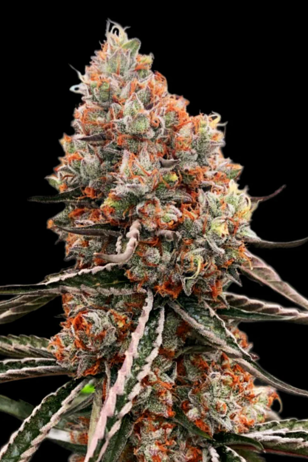 Biscotti Bliss | Production-Ready Seed | High-Quality Genetics – Phylos ...