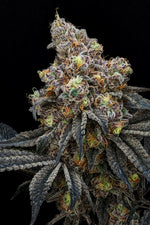 Cheddar Cheeze | Production-Ready Seed | High-Quality Genetics – Phylos ...