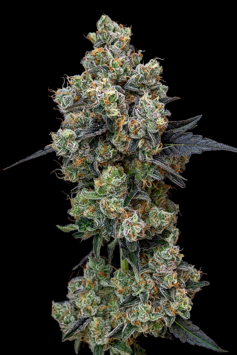 All Seeds – Phylos Bioscience