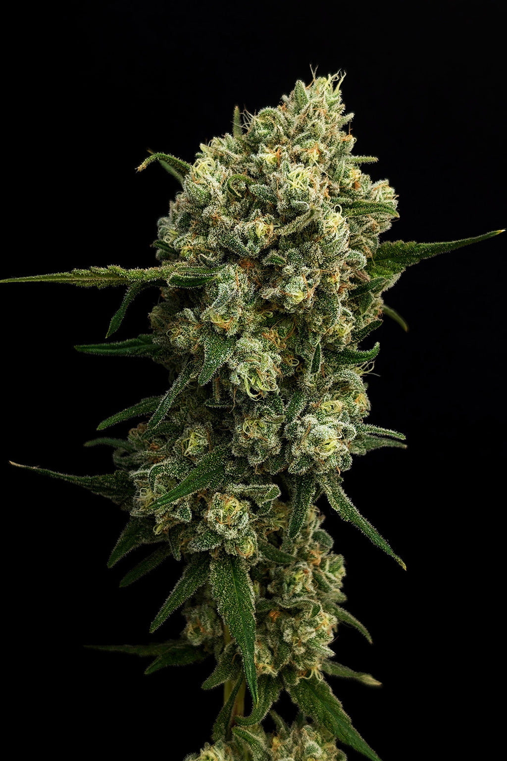 Funk Bomb | Production-Ready Seed | High-Quality Genetics – Phylos ...