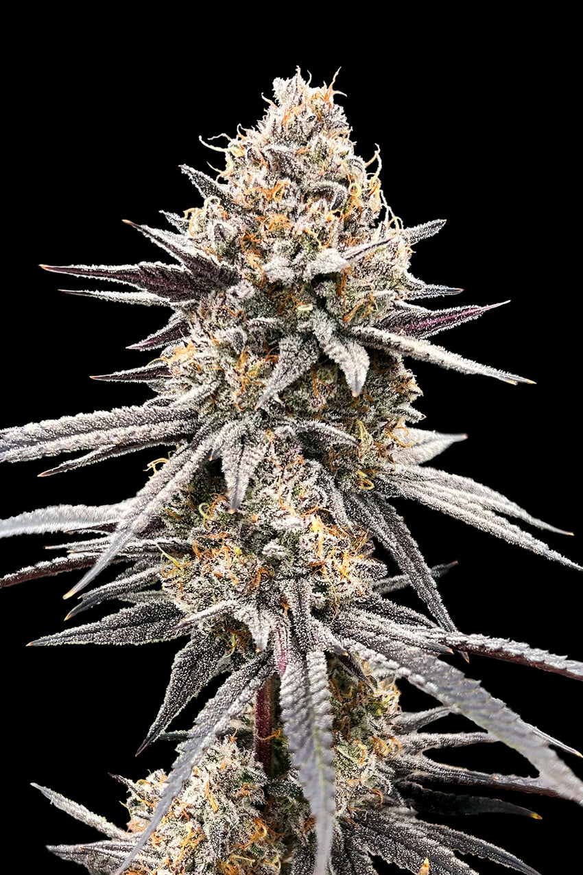 Elite Production-Ready Seed – Phylos Bioscience