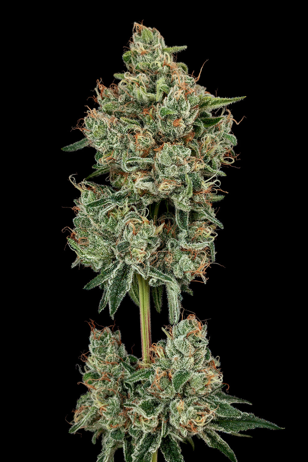 Green Diesel | Production-Ready Seed | High-Quality Genetics – Phylos ...