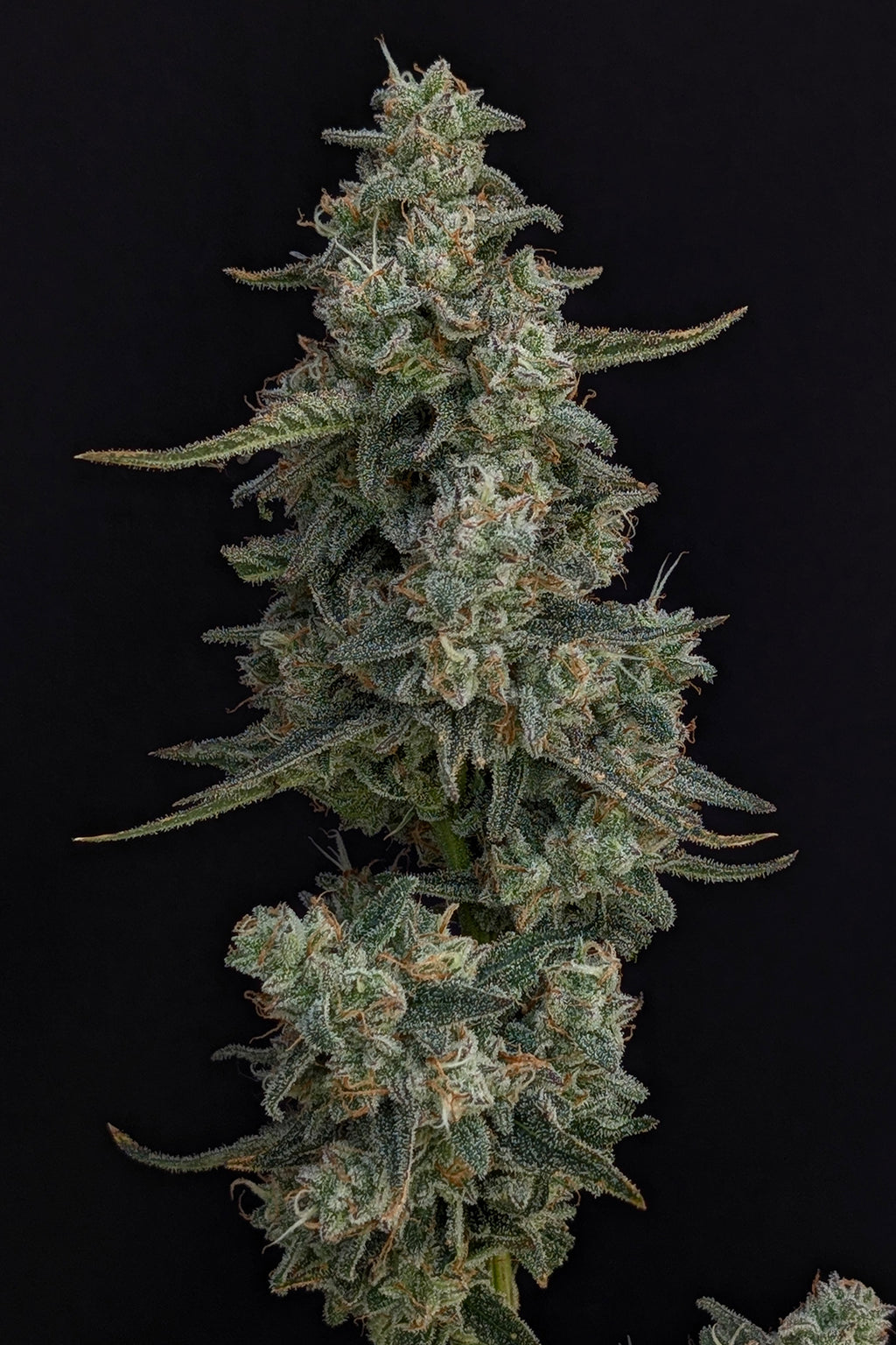 HiFlyer | Production-Ready Seed | High-Quality Genetics – Phylos Bioscience