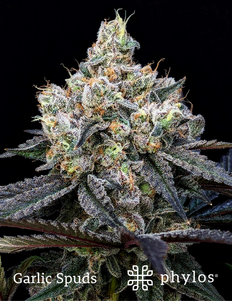 Garlic Totz | Production-Ready Seed | High-Quality Genetics – Phylos ...
