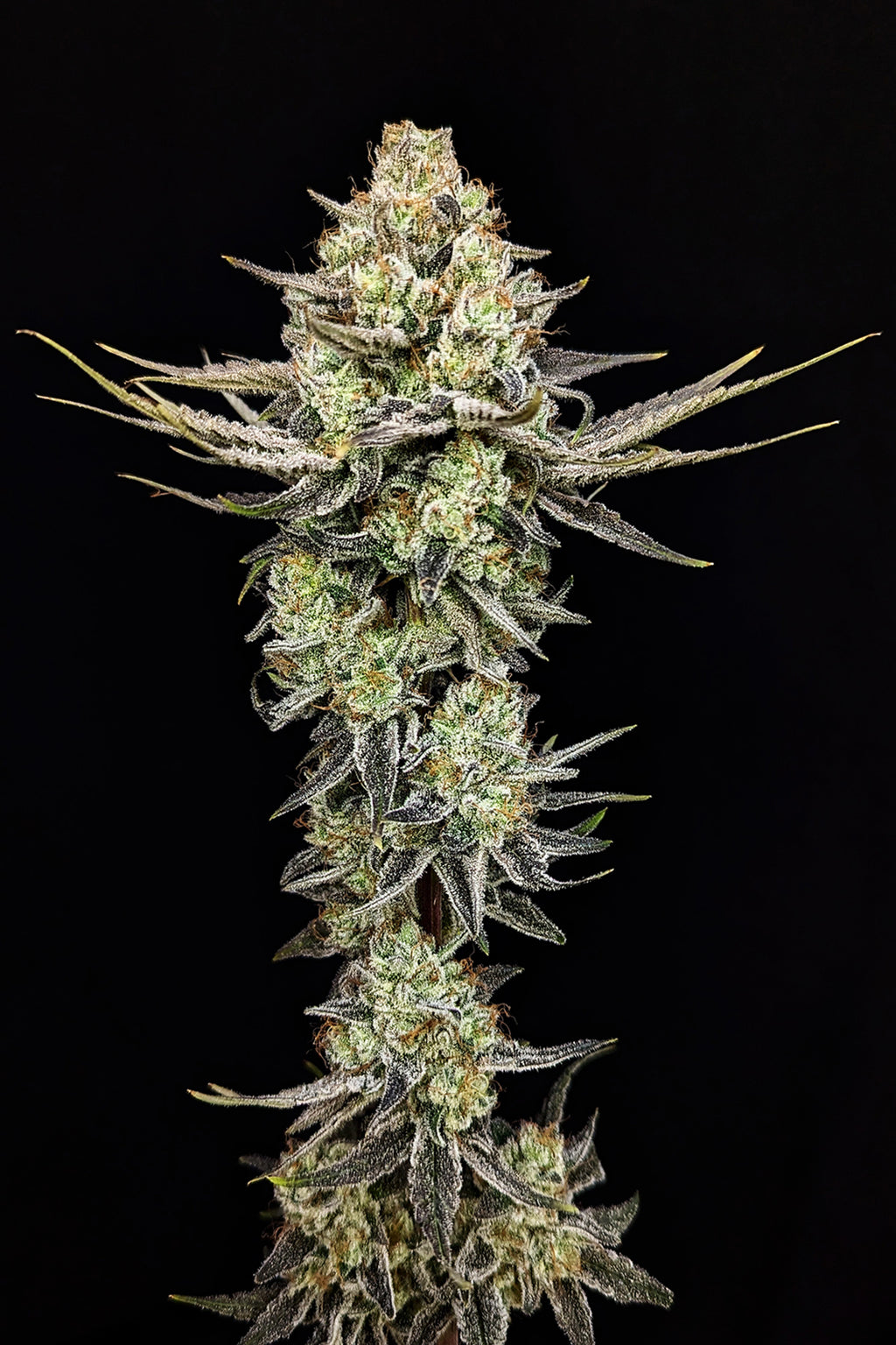 Pineapple Donut | Production-Ready Seed | High-Quality Genetics ...