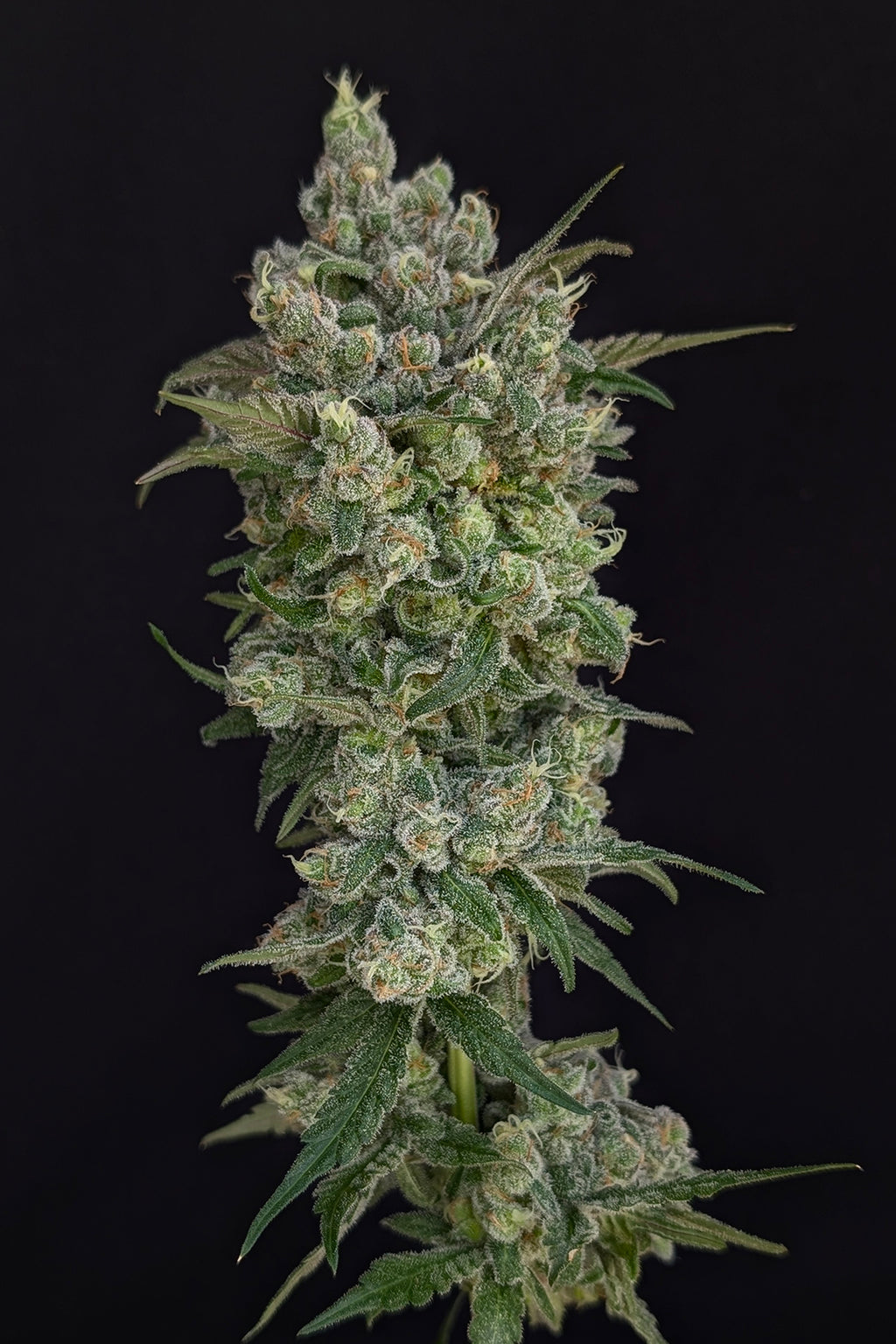 Space Ape | Production-Ready Seed | High-Quality Genetics – Phylos ...