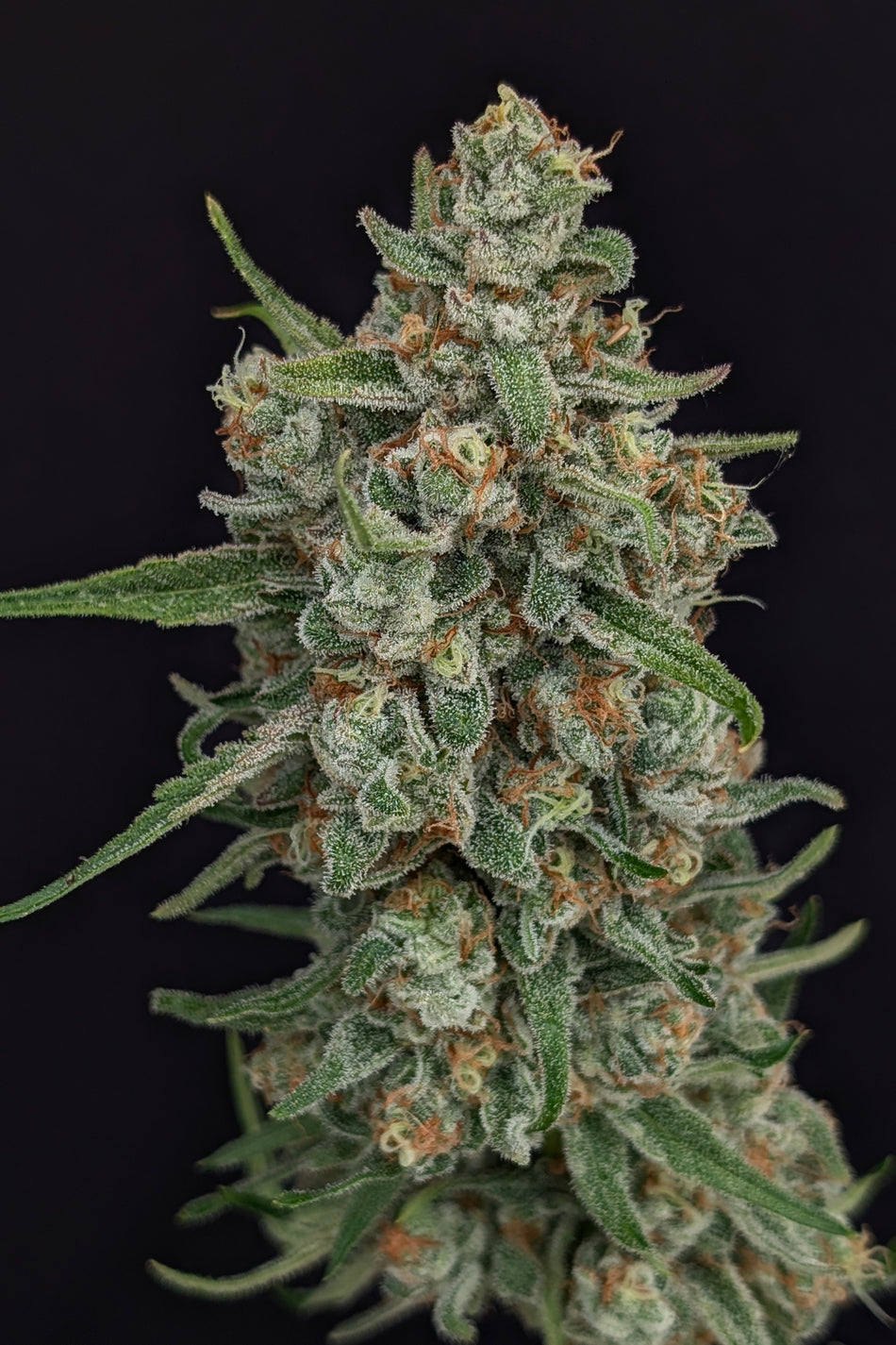 Tamarindo | Production-Ready Seed | High-Quality Genetics – Phylos ...