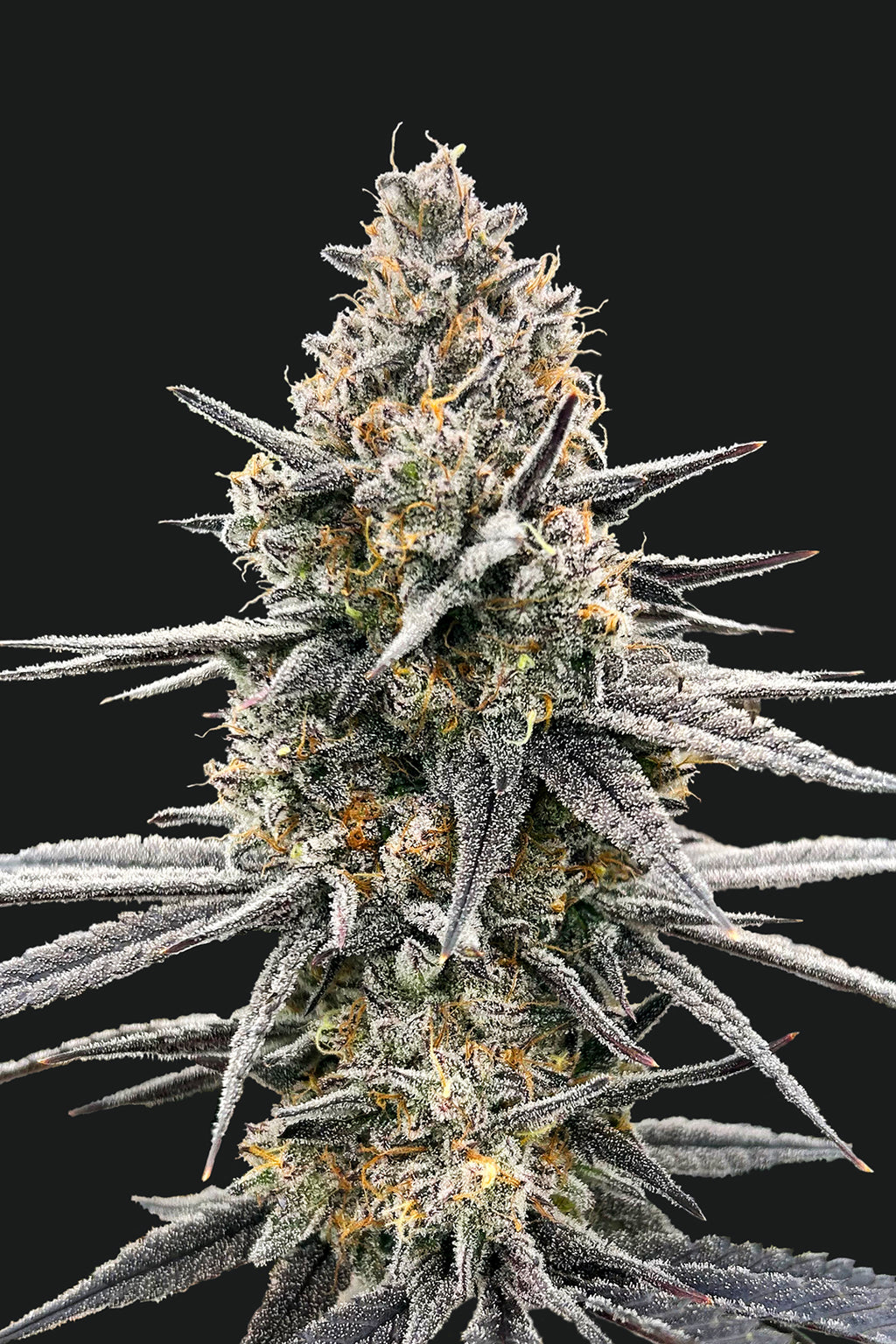 Tartz | Production-Ready Seed | High-Quality Genetics – Phylos Bioscience