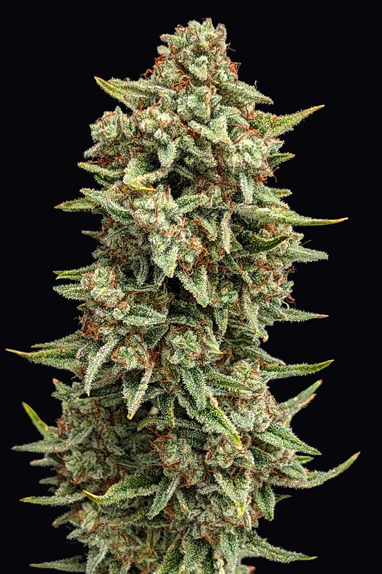 Zesty Parm | Production-Ready Seed | High-Quality Genetics – Phylos ...