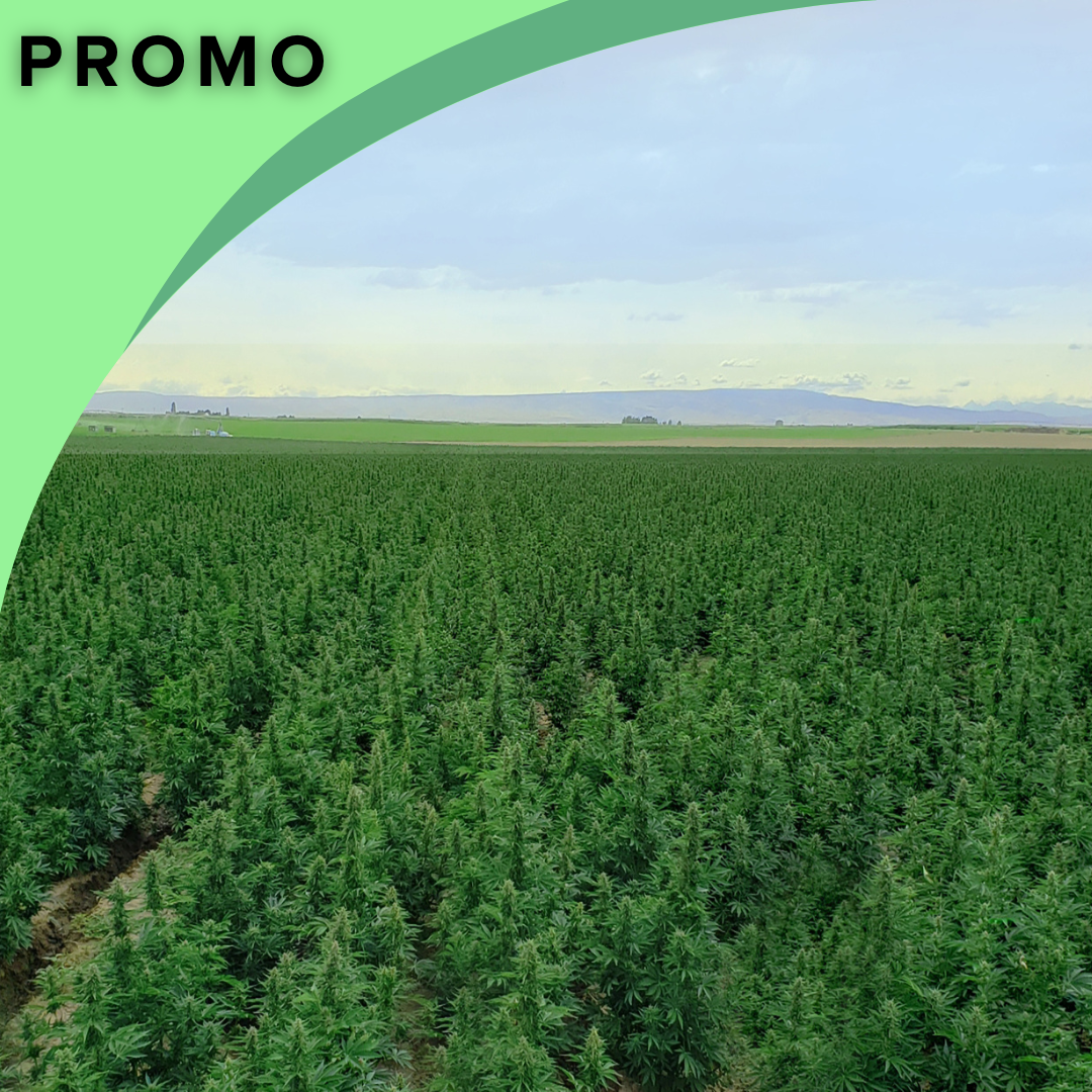 Phylos Production-Ready Seed – Phylos Bioscience